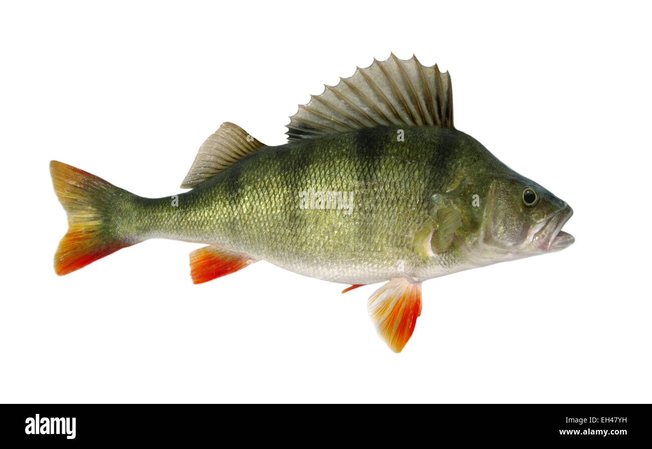 Perca hi-res stock photography and images - Alamy