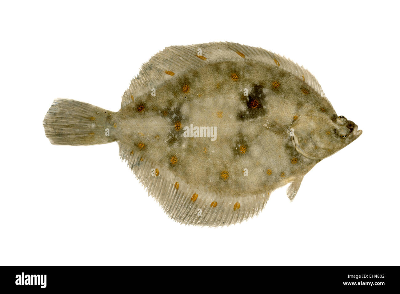 Plaice hi-res stock photography and images - Alamy