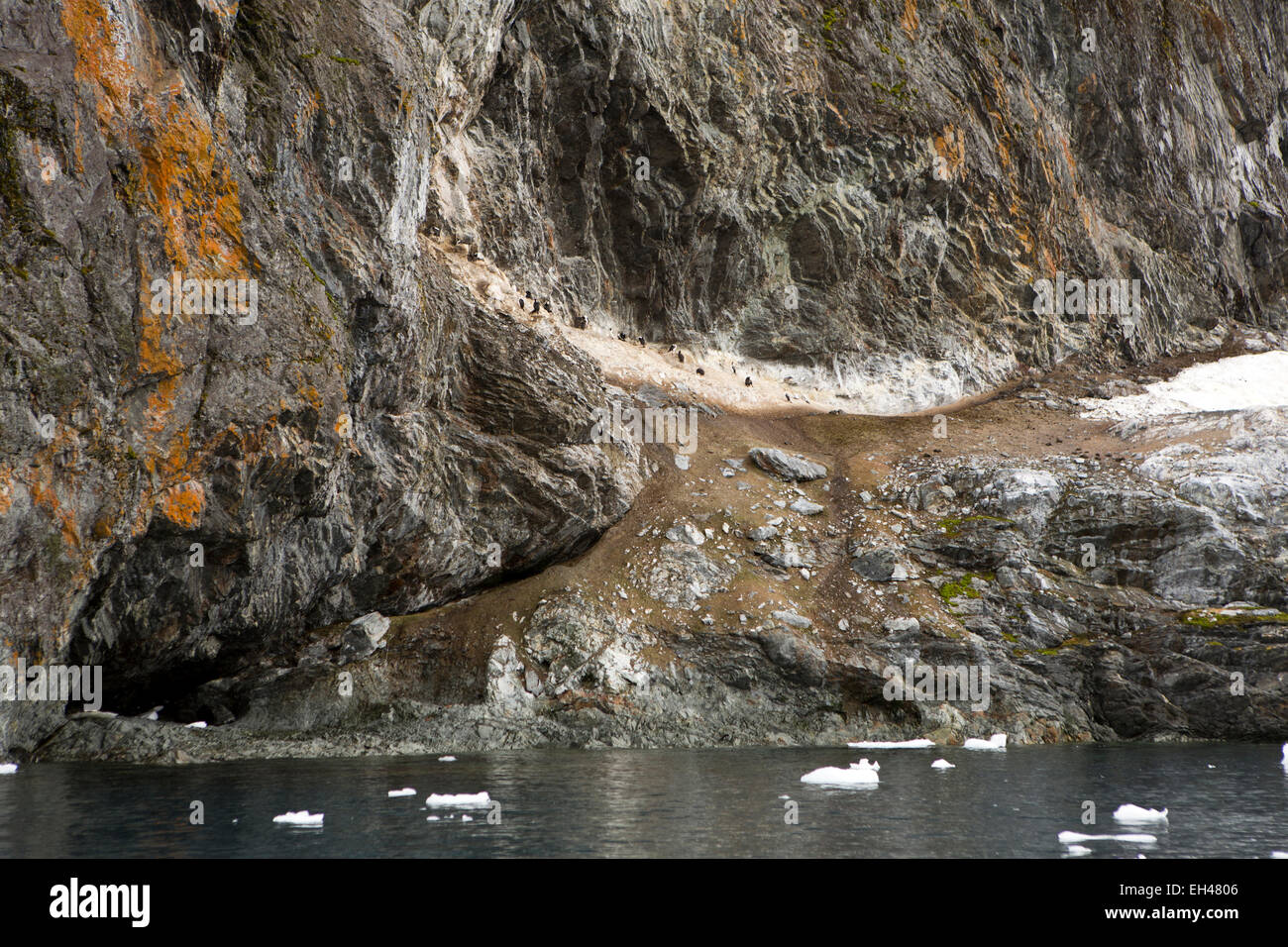 Antarctica, Graham Land, Paradise Bay, blue eyed shag colony in folded ...