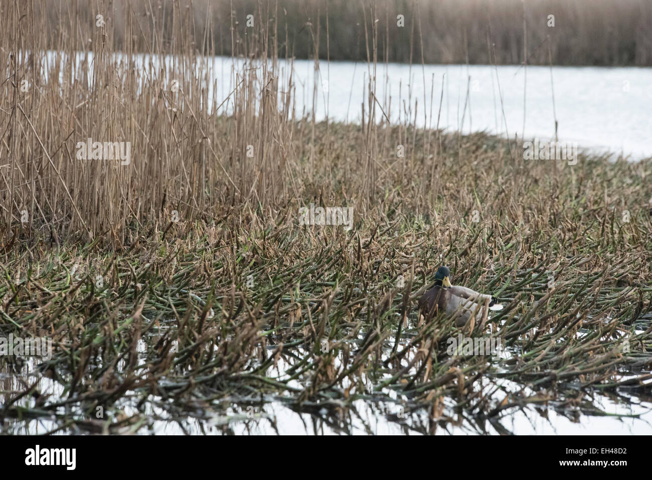 Duck and reeds hi-res stock photography and images - Alamy