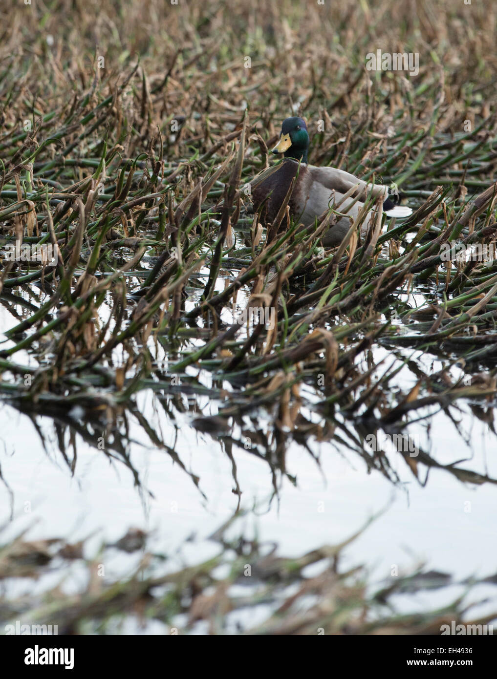 Duck and reeds hi-res stock photography and images - Alamy