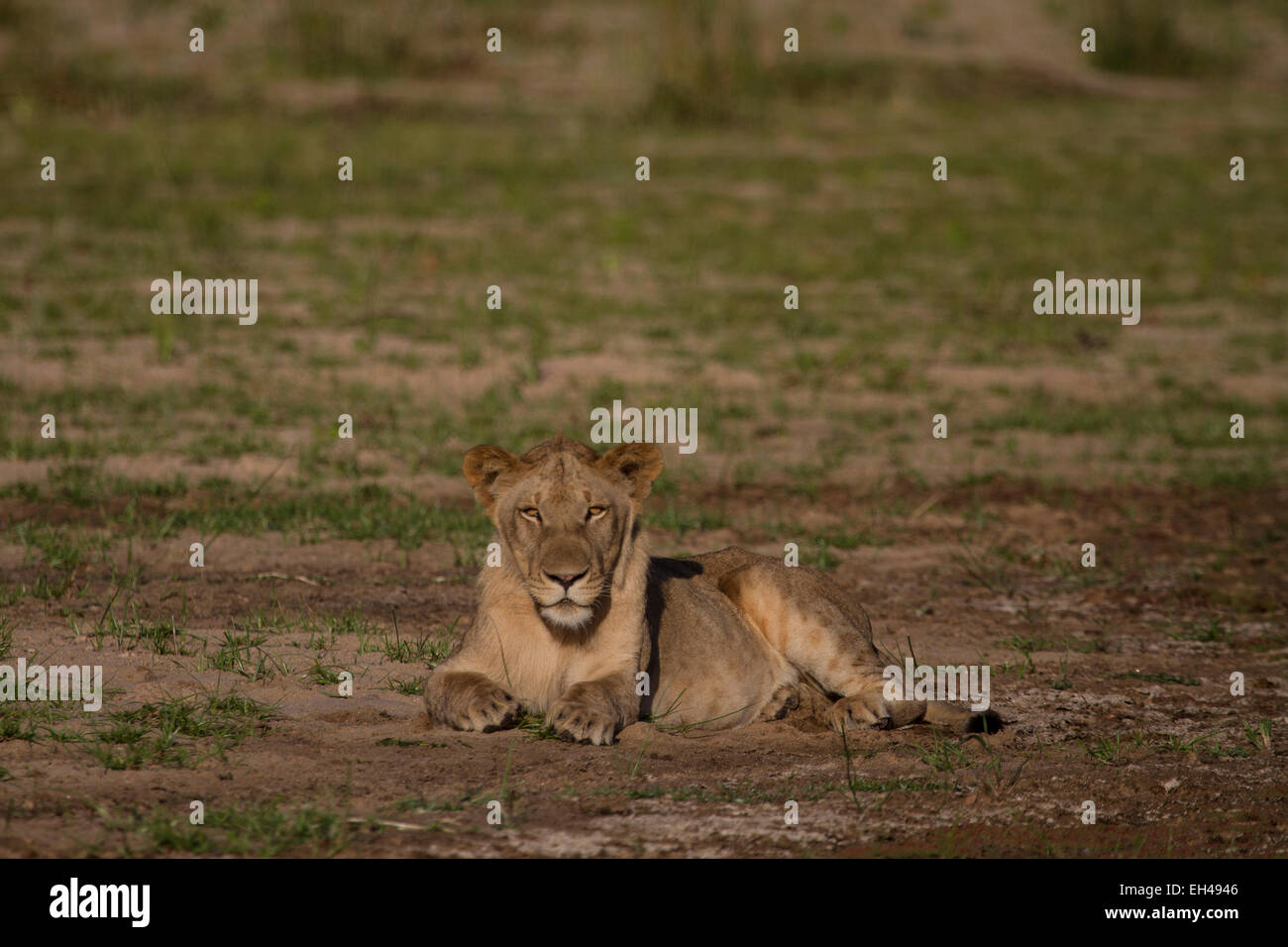 Lion africa alive hi-res stock photography and images - Alamy