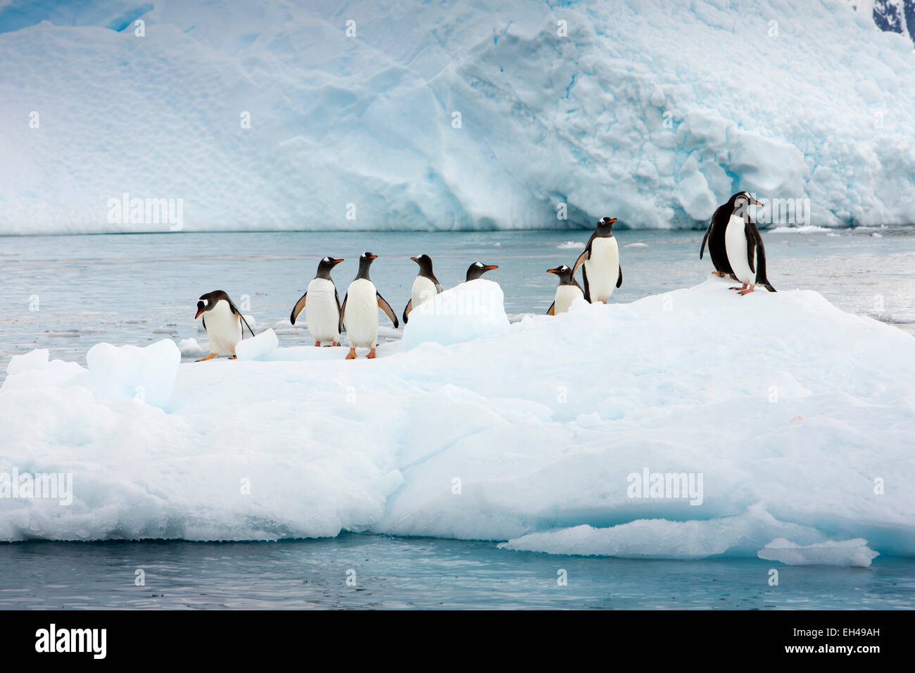 Antarctica, Paradise Bay, gentoo penguins Pygoscelis papua, on iceberg ...