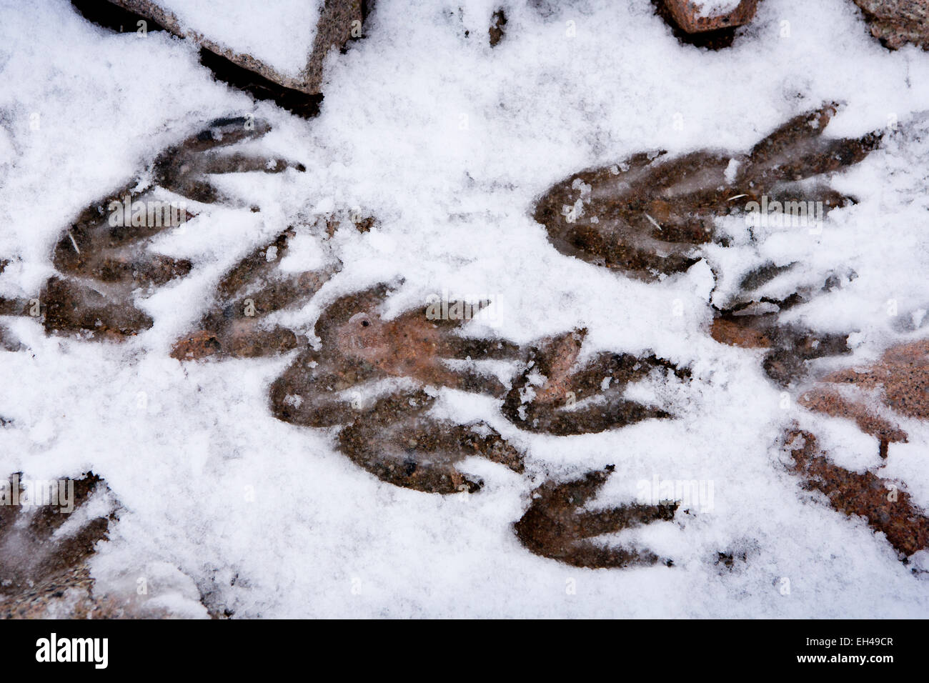 Penguin tracks hi-res stock photography and images - Alamy