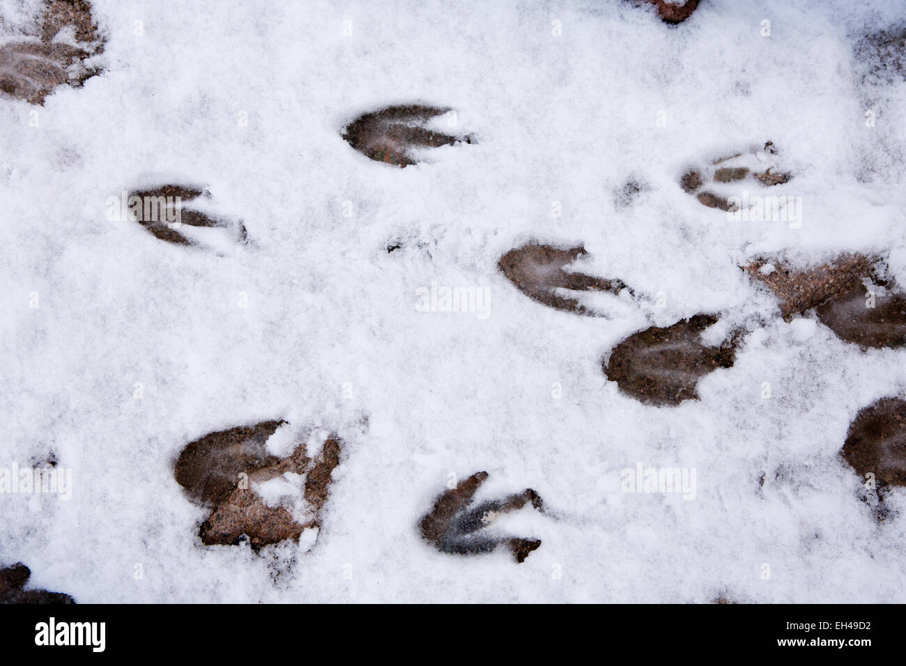 Ant259Antarctica, Neko Harbour, gentoo penguin tracks in freshly fallen ...