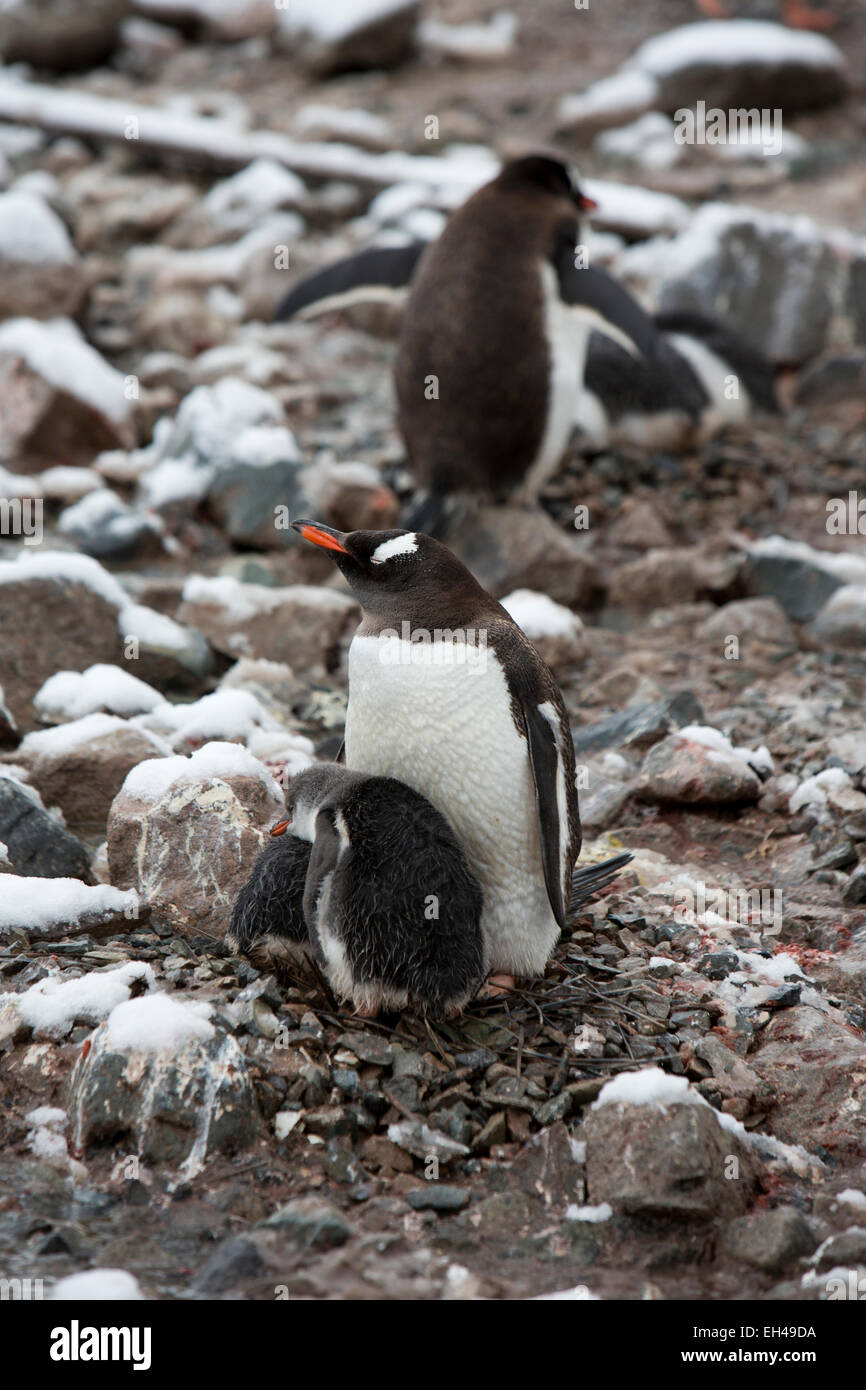 Penguin down feathers hi-res stock photography and images - Alamy