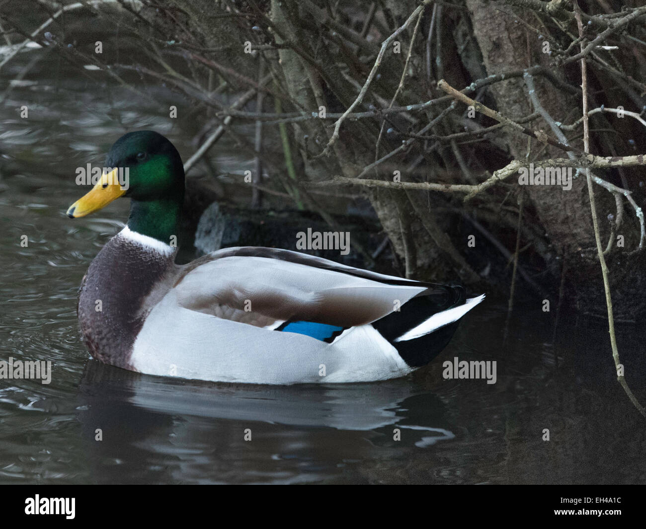 a Mallard duck swims on Fleet Pond Stock Photo - Alamy