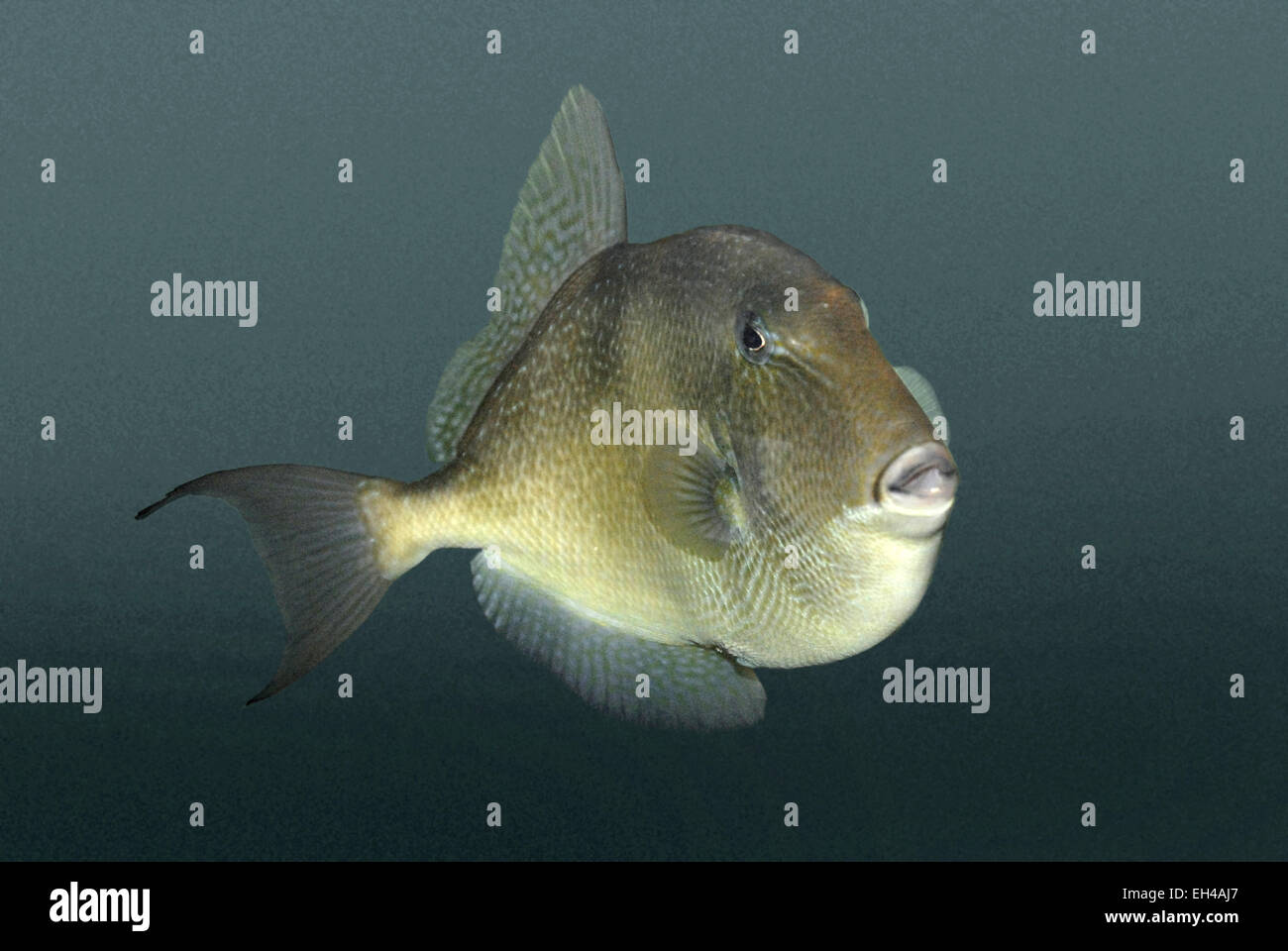 Grey Trigger-fish - Ballistes capriscus Stock Photo - Alamy