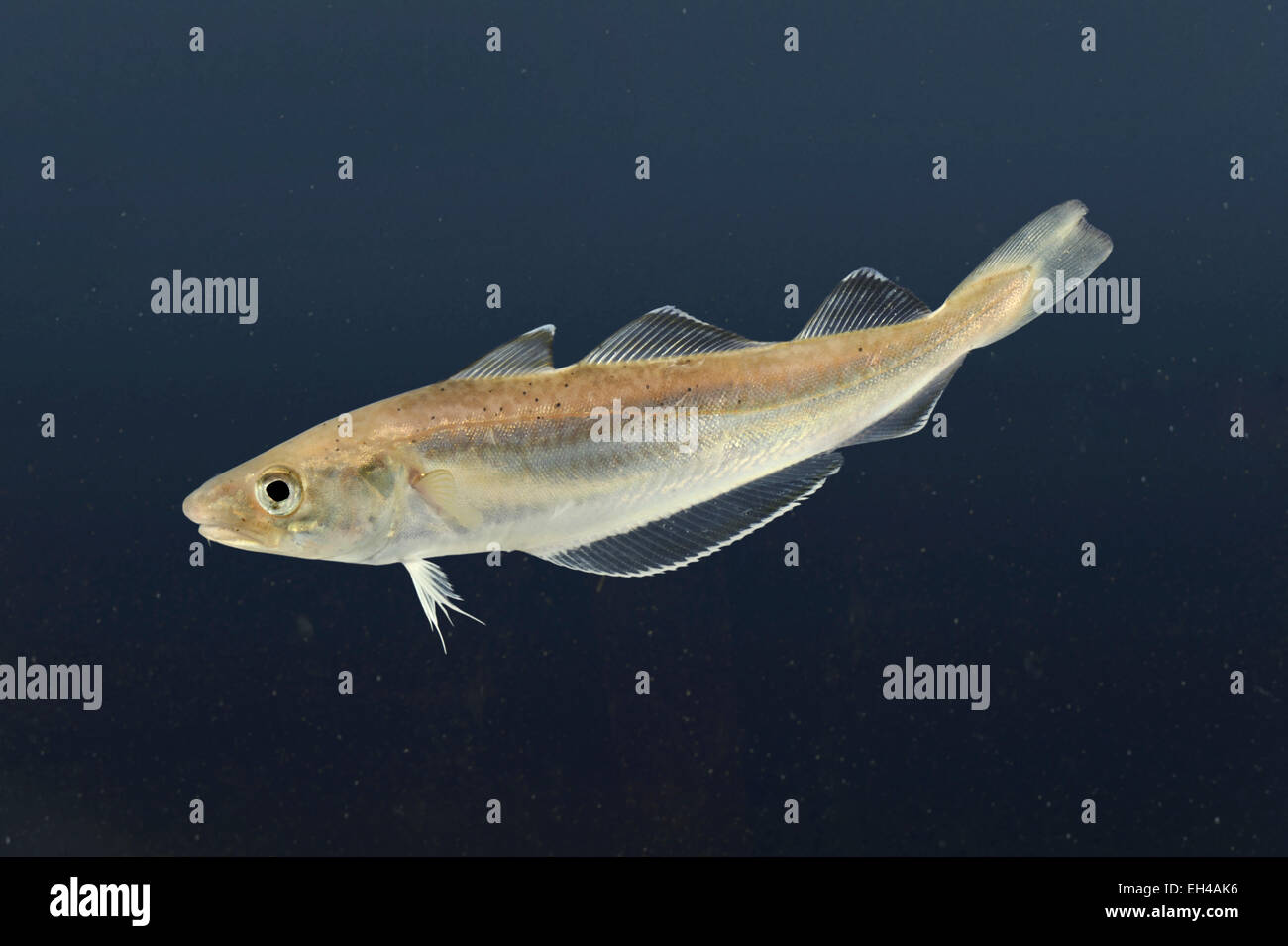 Whiting fish swimming hi-res stock photography and images - Alamy