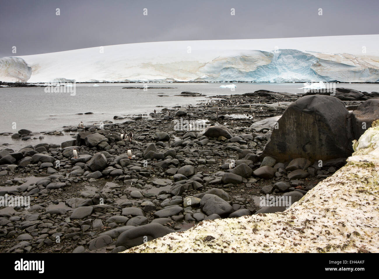 Antarctica, Goudier Island, Port Lockroy, gentoo penguins amongst rocky ...