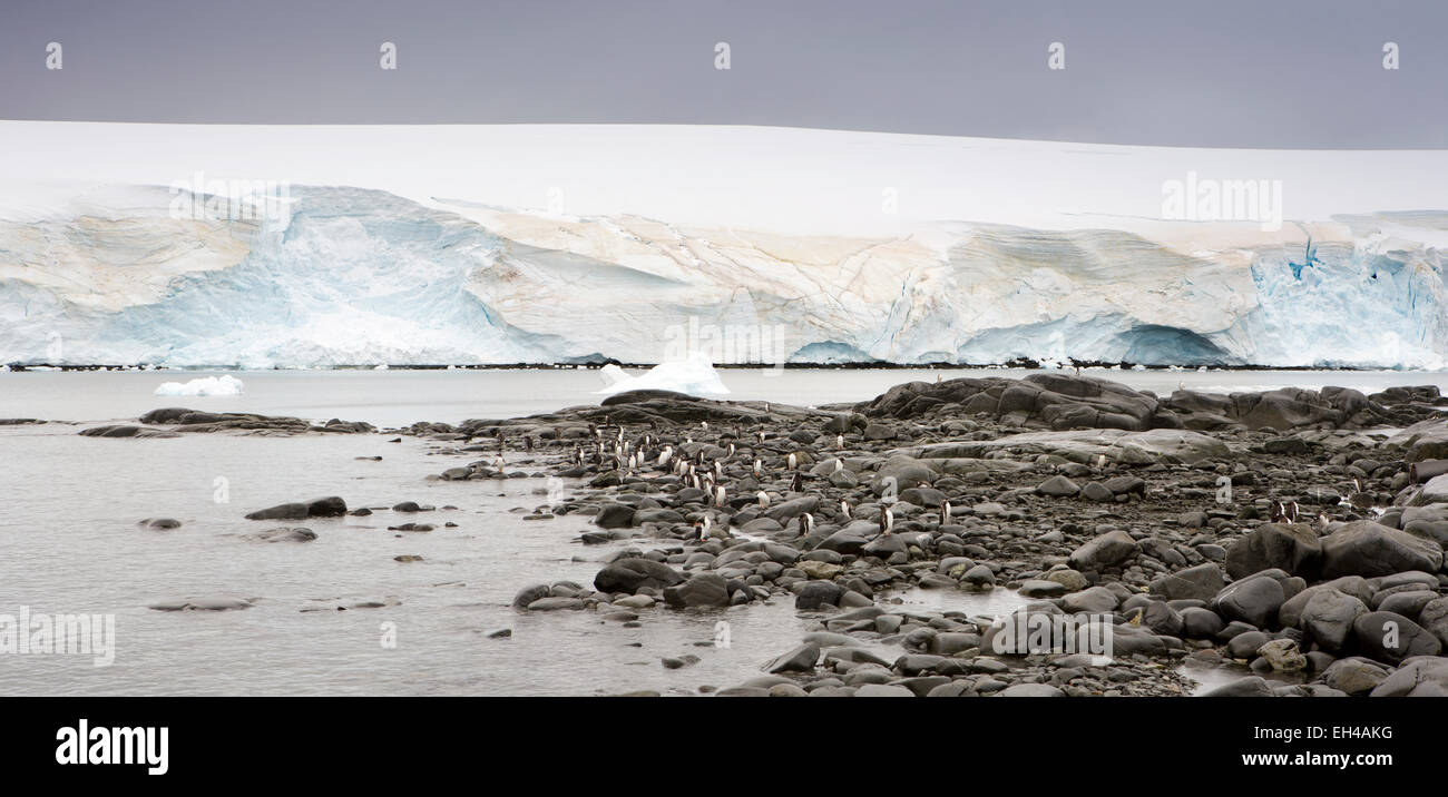 Antarctica, Goudier Island, Port Lockroy, gentoo penguins amongst rocky ...