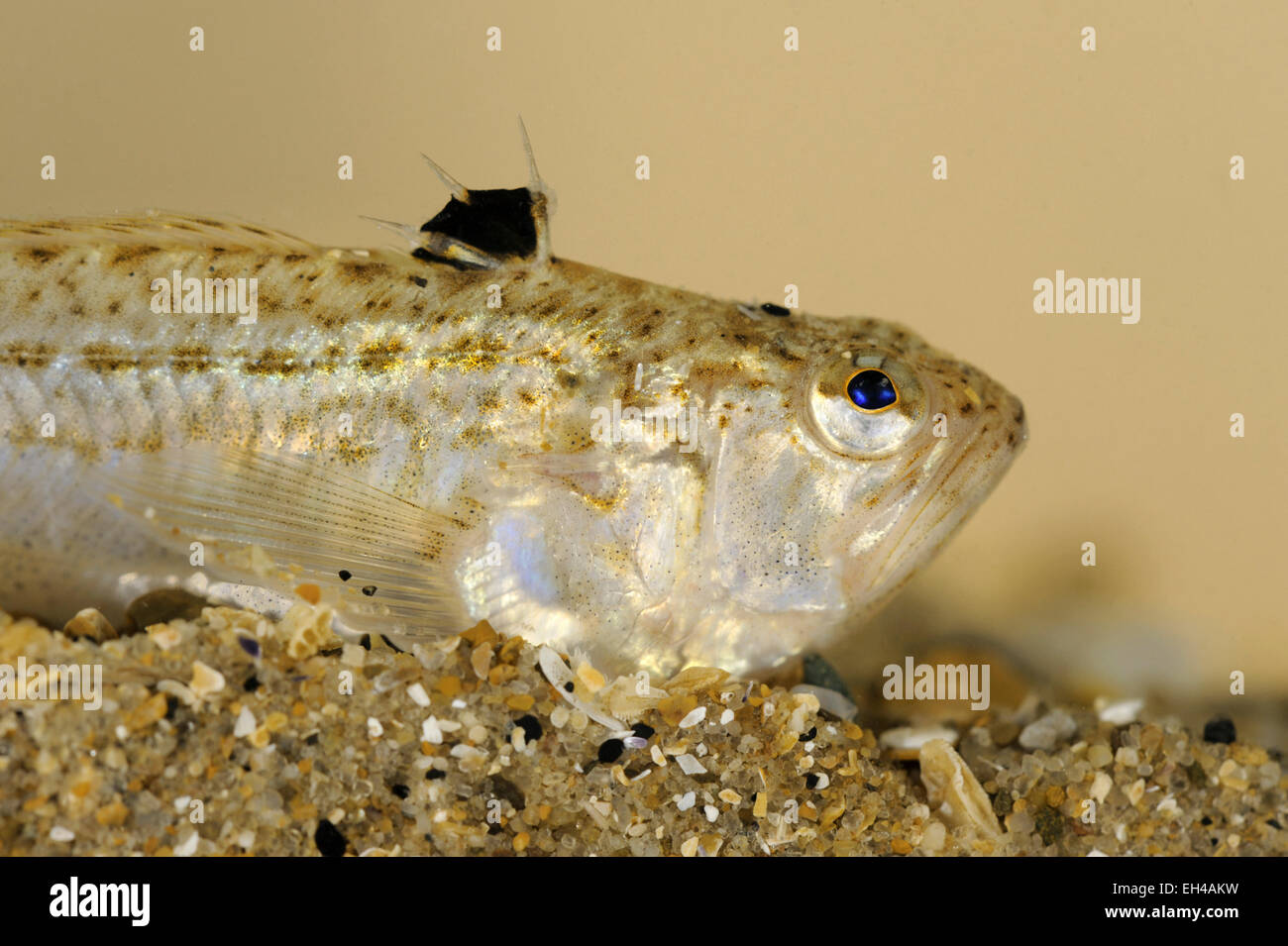 Weaver fish hi-res stock photography and images - Alamy