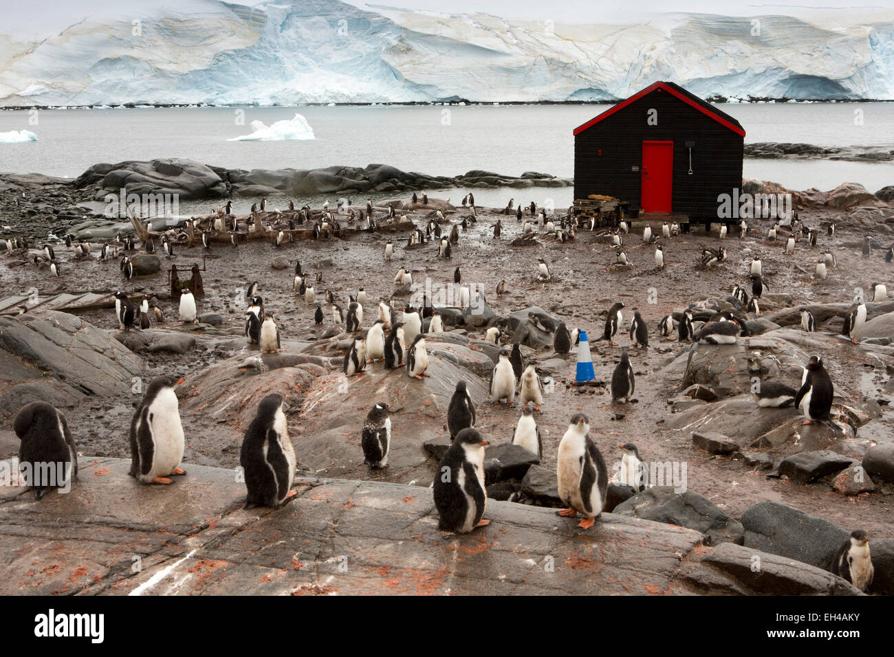 Antarctica, Goudier Island, Port Lockroy, gentoo penguins amongst ...