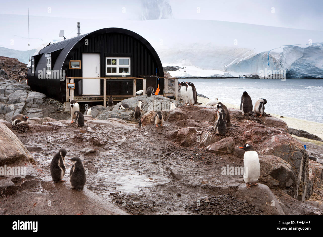 Antarctica, Goudier Island, Port Lockroy, gentoo penguins in front of ...