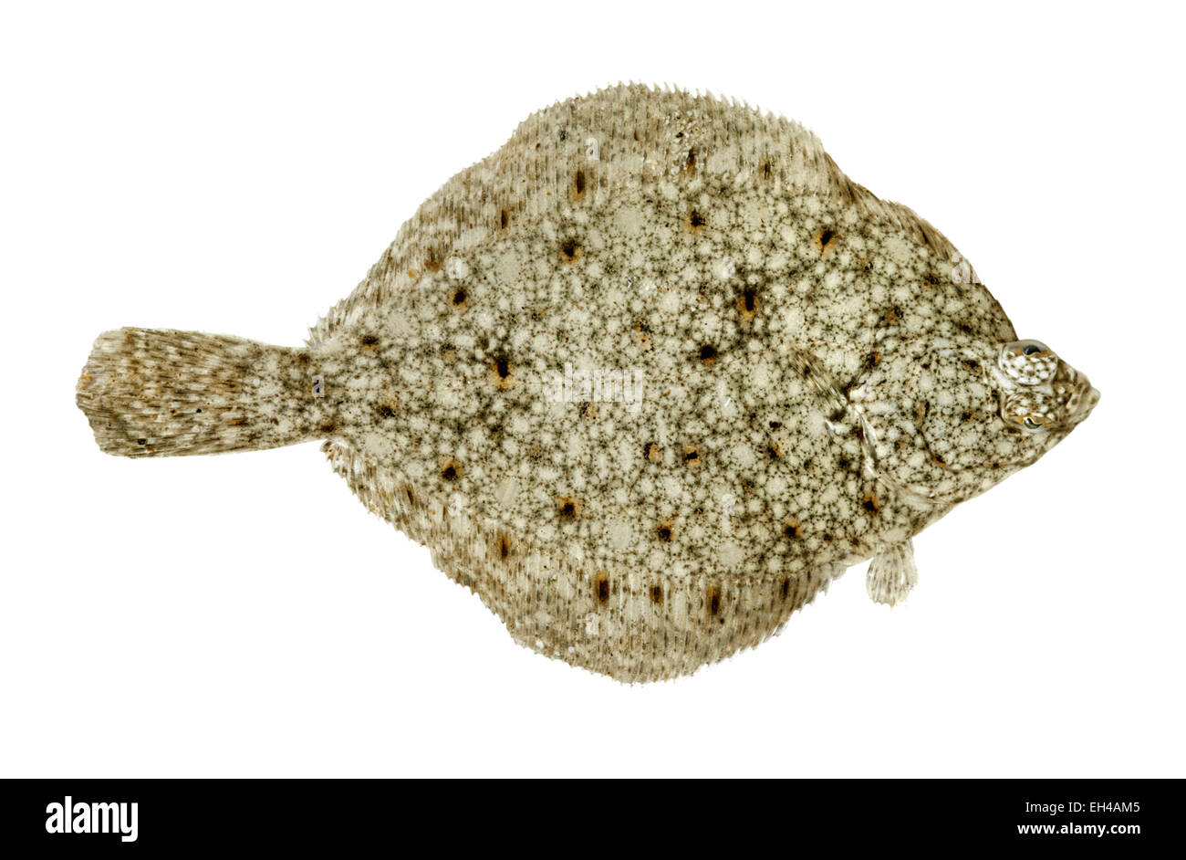 Our plaice hi-res stock photography and images - Alamy
