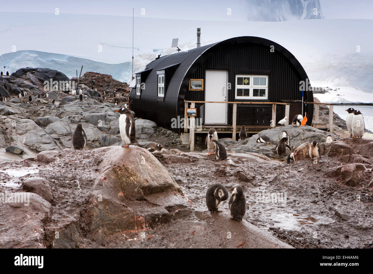 Antarctica, Goudier Island, Port Lockroy, gentoo penguins in front of ...