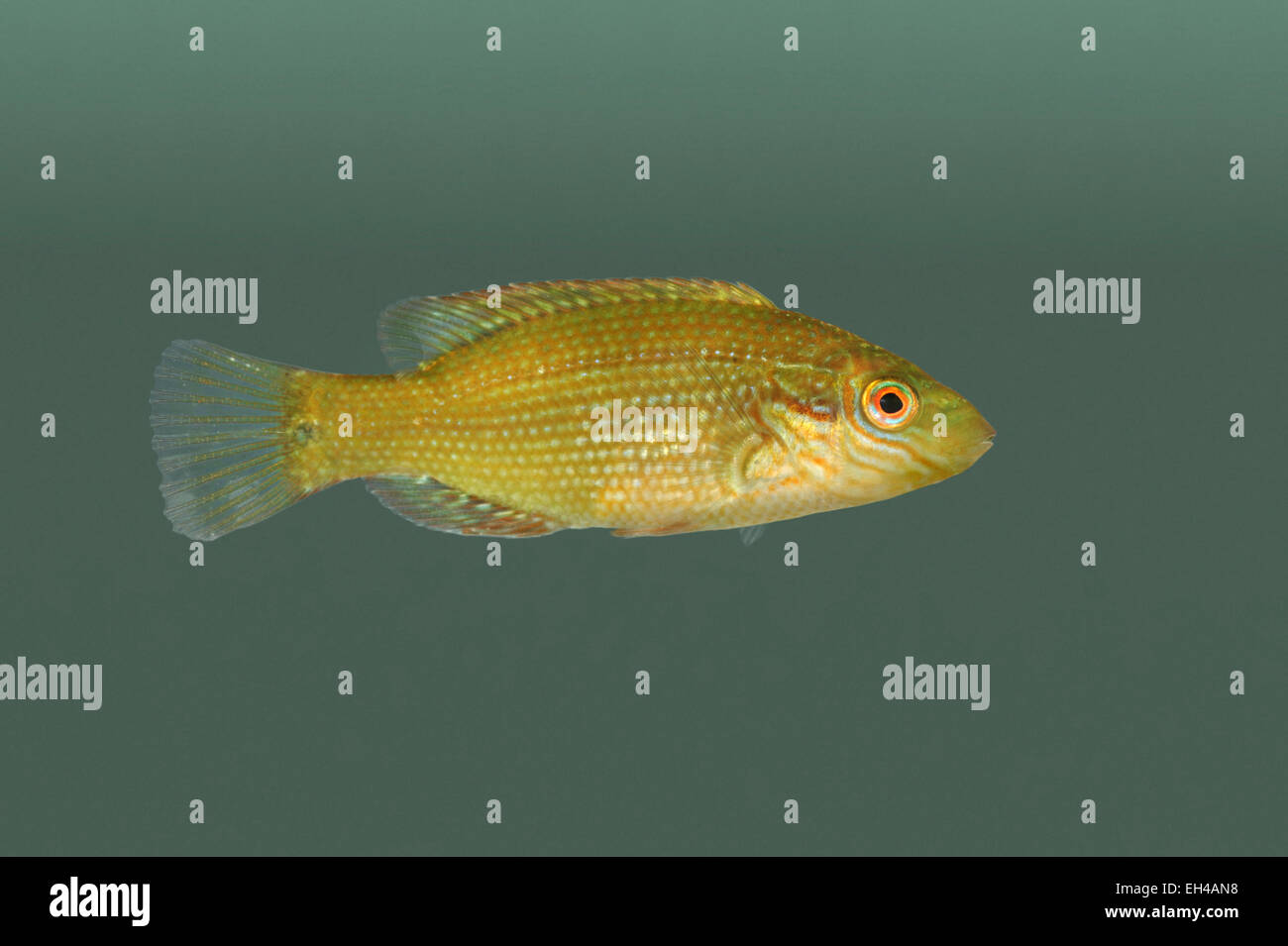 Corkwing Wrasse - Symphodus melops Stock Photo - Alamy