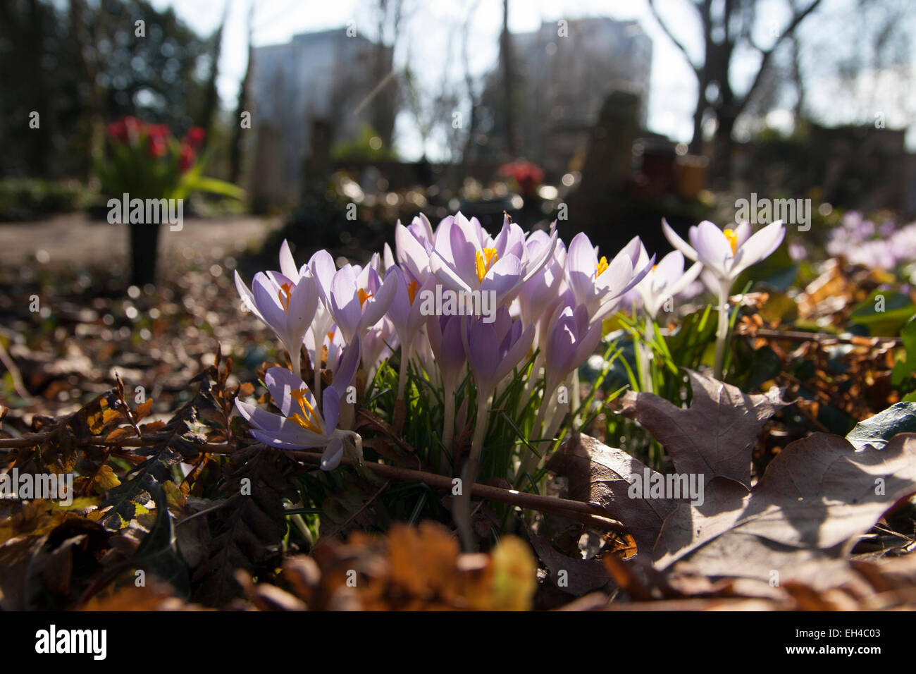 Crocus flowers flower hi-res stock photography and images - Alamy