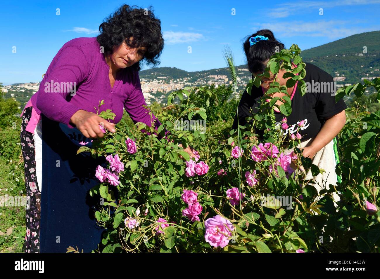 France, Alpes Maritimes, Grasse, Centifolia rose picking in the ...