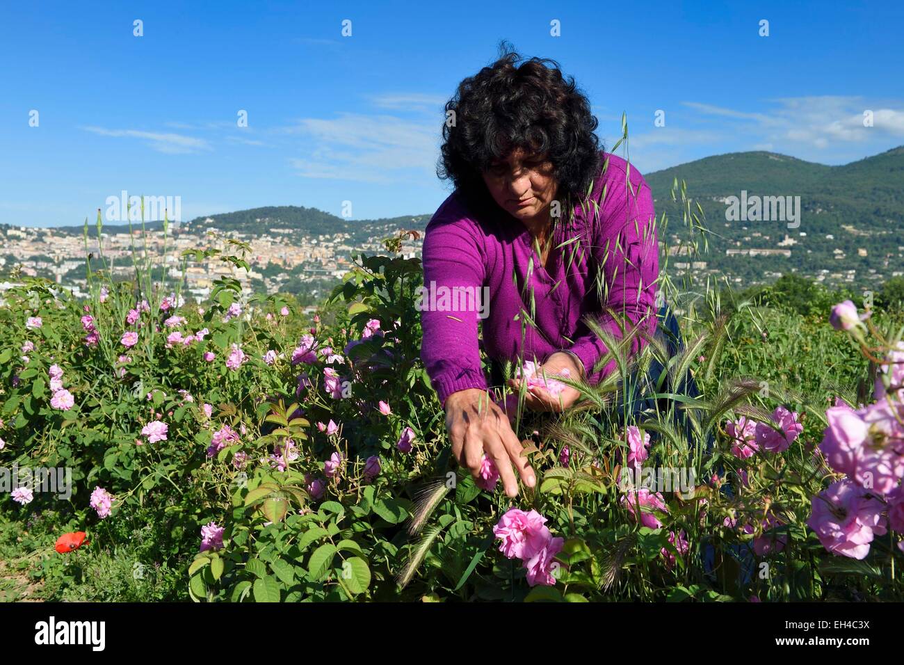 France, Alpes Maritimes, Grasse, Centifolia rose picking in the ...