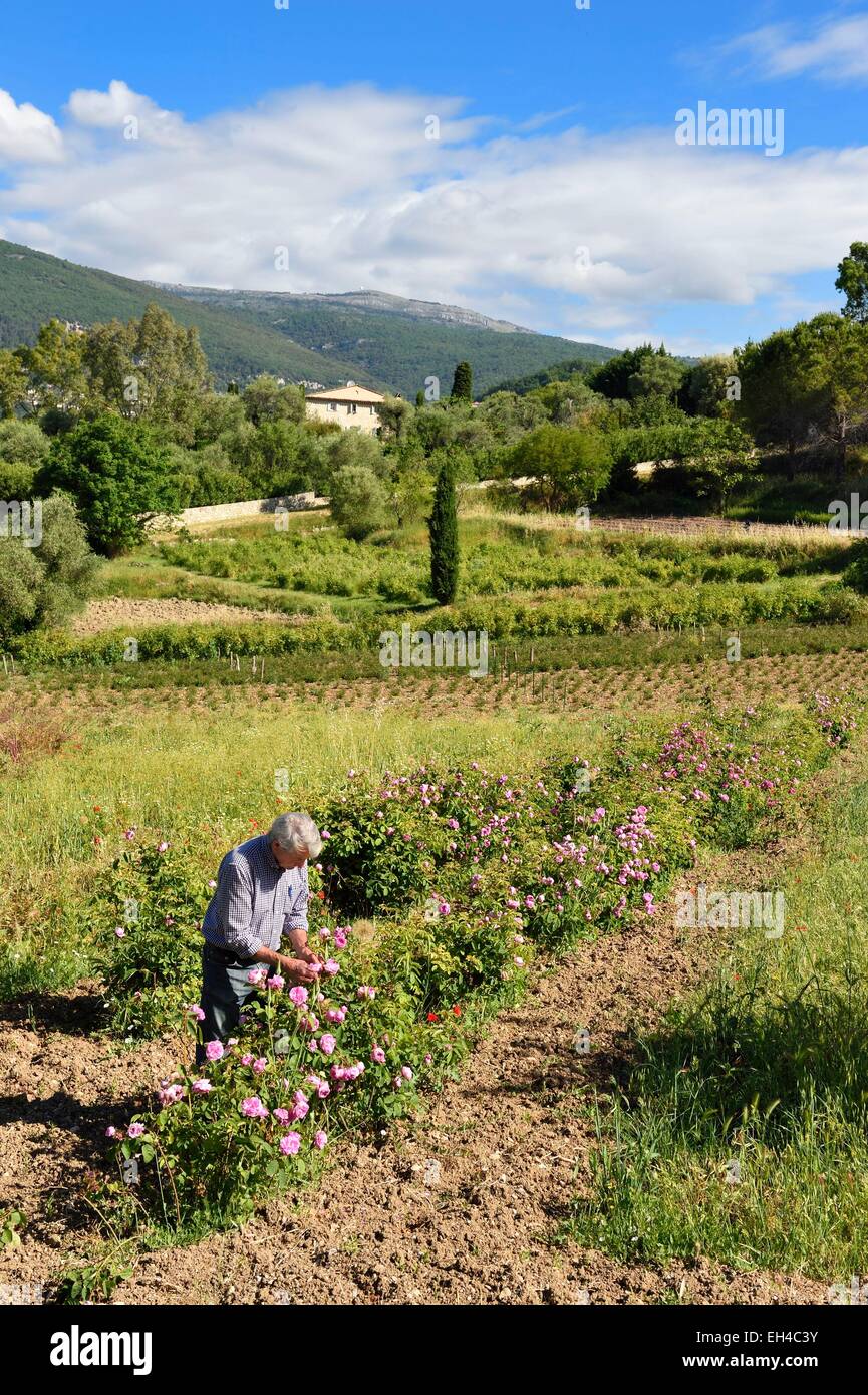 Man picking flower hi-res stock photography and images - Alamy
