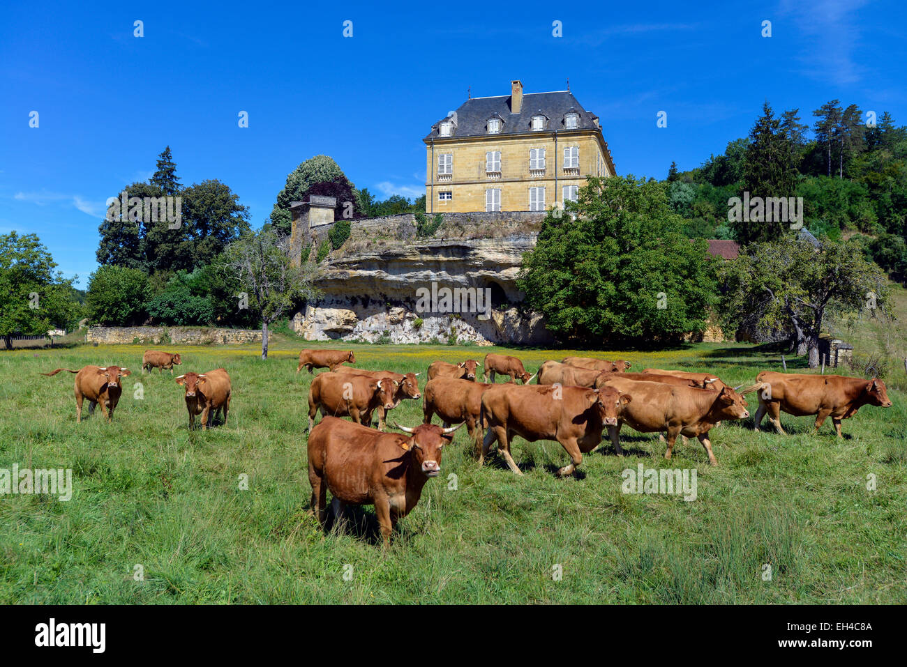 Aubrac cows hi-res stock photography and images - Alamy