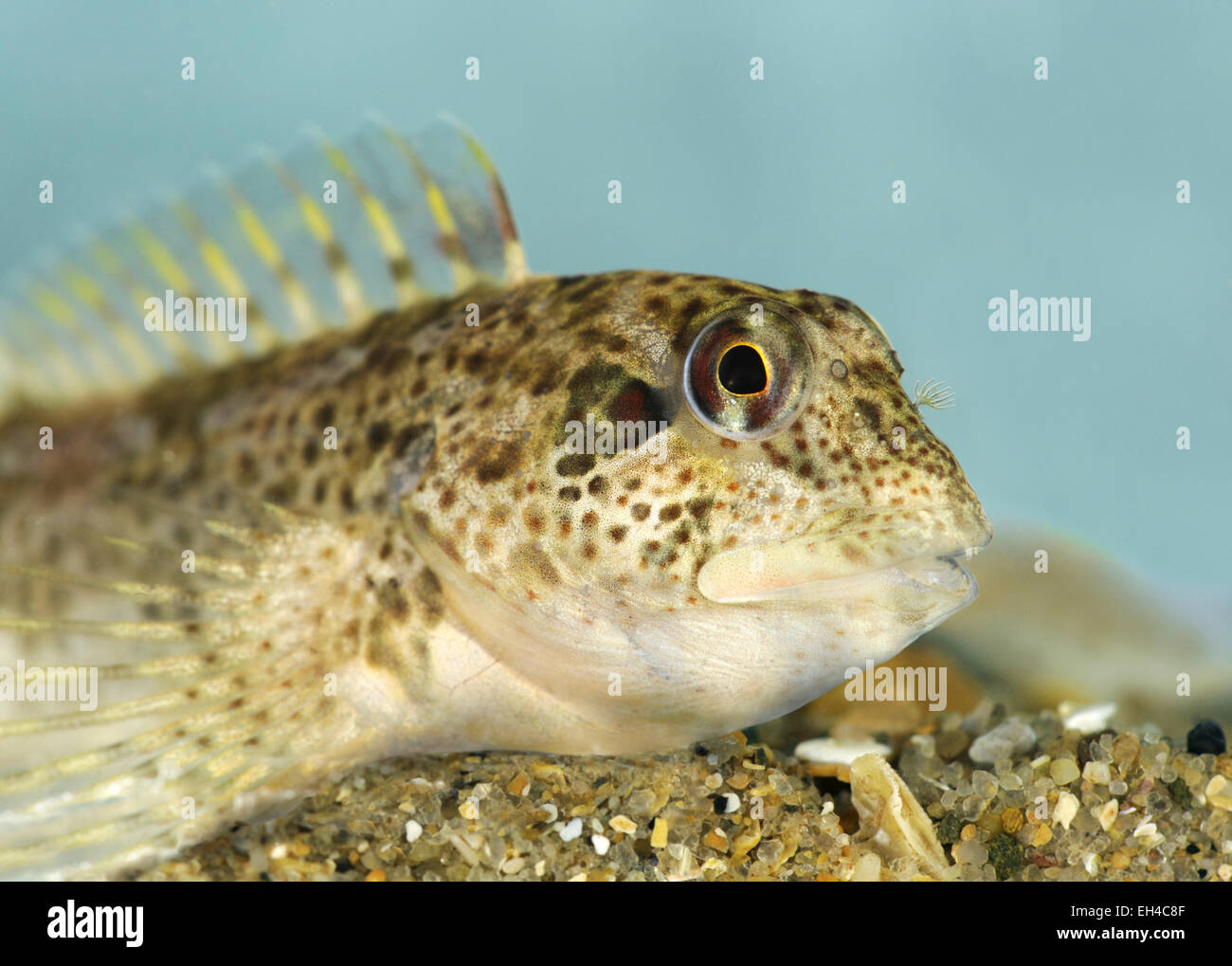 Shanny hi-res stock photography and images - Alamy