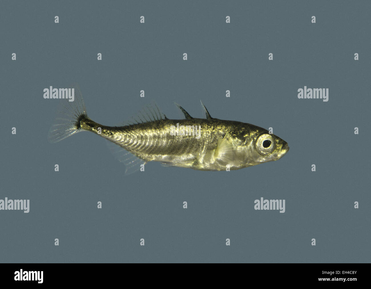 Three-spined Stickleback - Gasterosteus aculeatus Stock Photo - Alamy