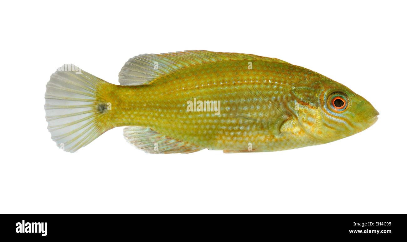 Corkwing Wrasse - Symphodus melops Stock Photo - Alamy