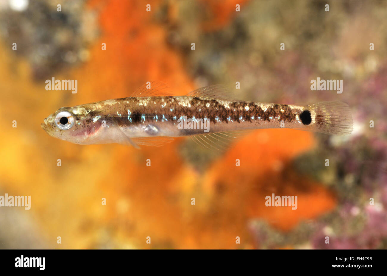 Two-spotted Goby - Gobiusculus flavescens Stock Photo - Alamy