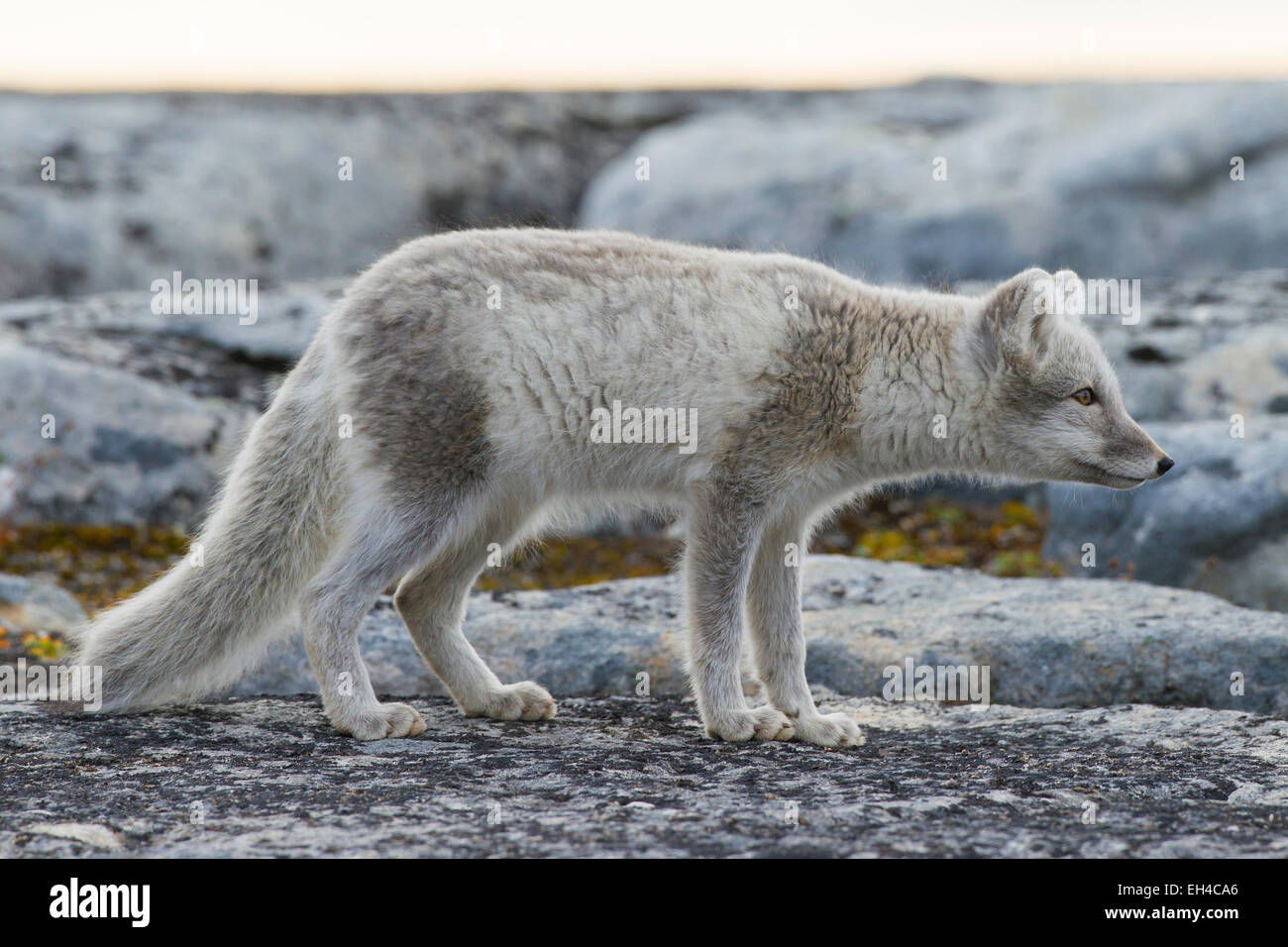 Arctic fox in summer coat hi-res stock photography and images - Alamy