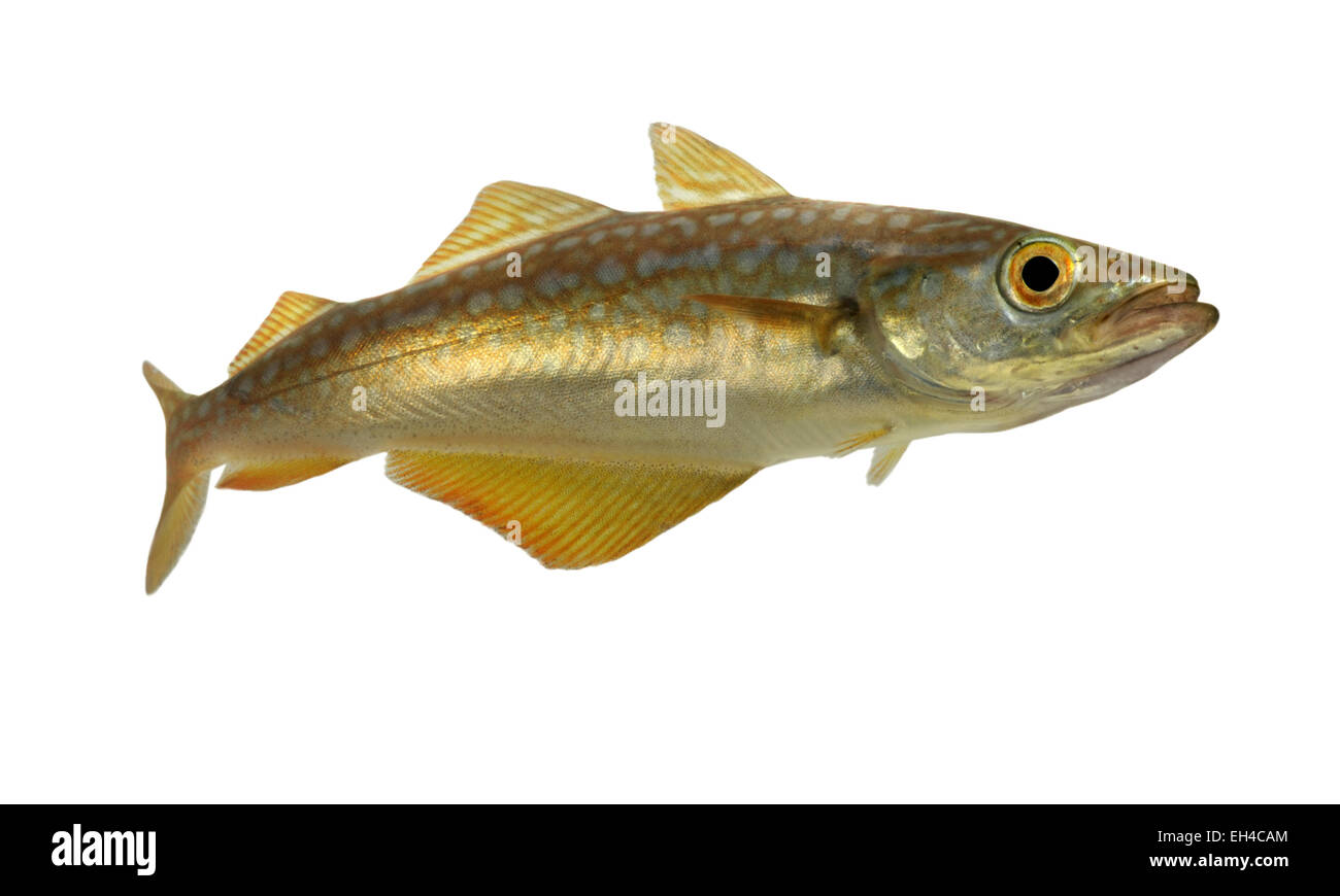 Pollack - Pollachius pollachus Stock Photo - Alamy