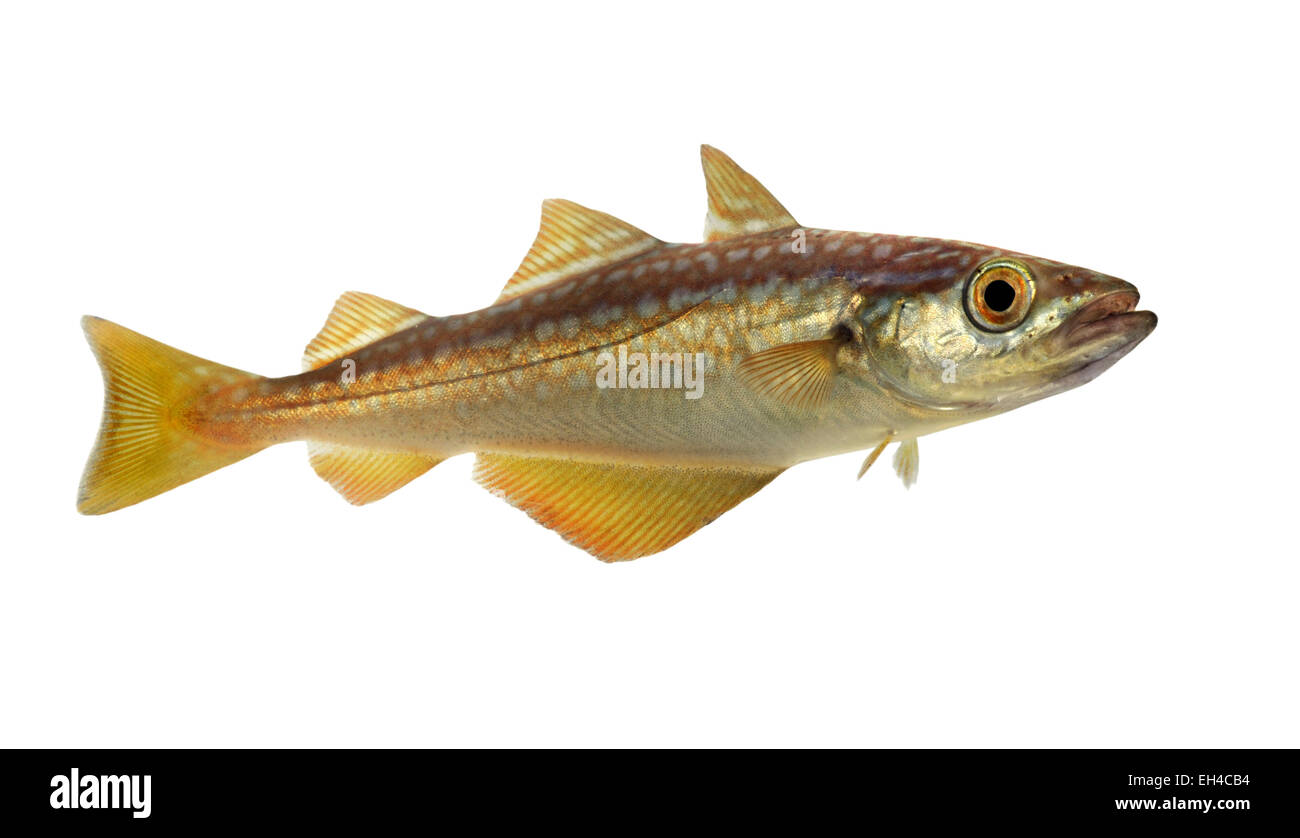 Pollack - Pollachius pollachus Stock Photo - Alamy