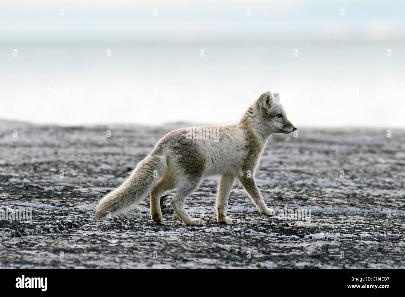 Norway arctic fox hi-res stock photography and images - Alamy