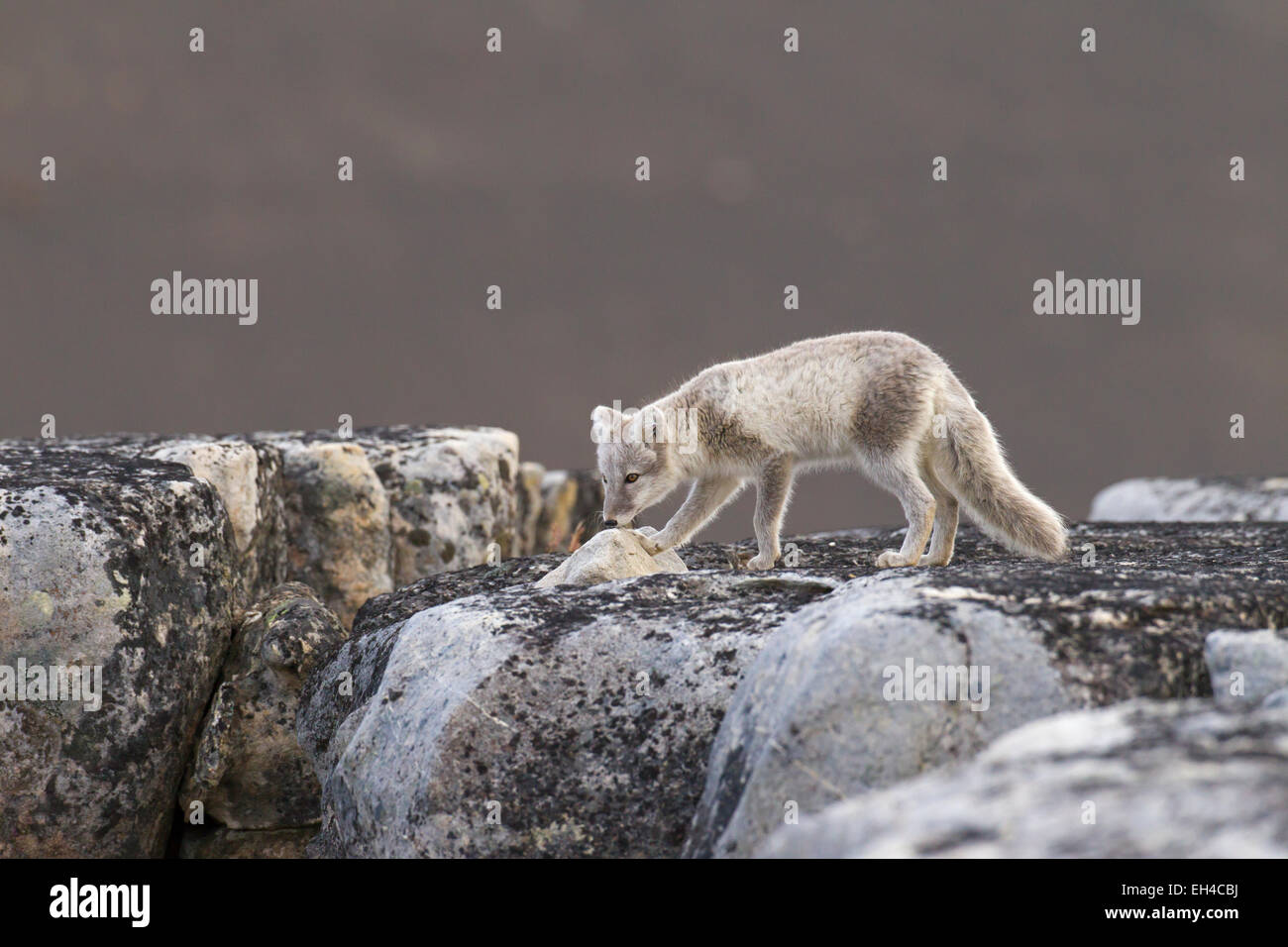 Norway arctic fox hi-res stock photography and images - Alamy