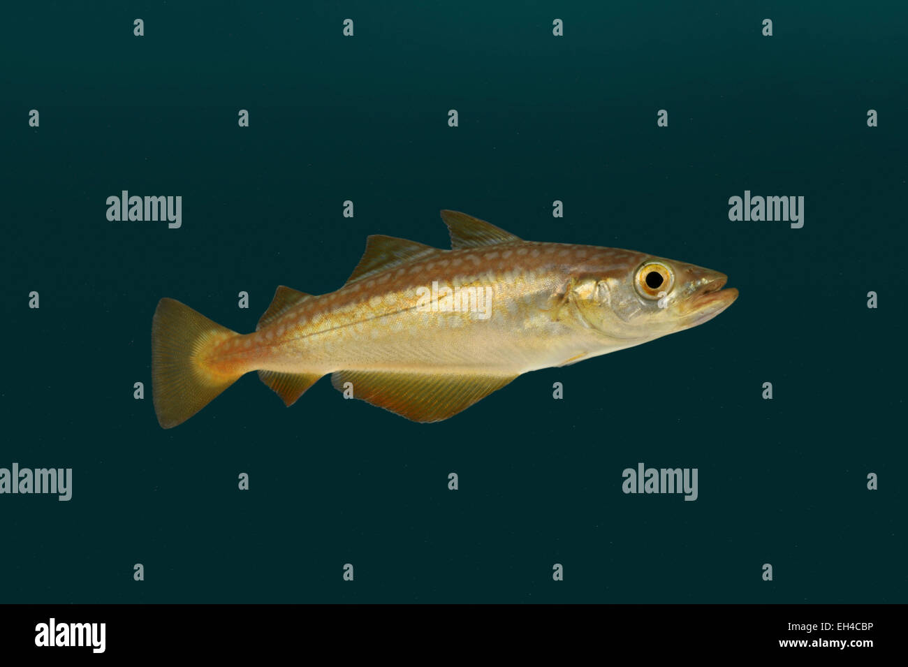 Pollack pollachius hi-res stock photography and images - Alamy