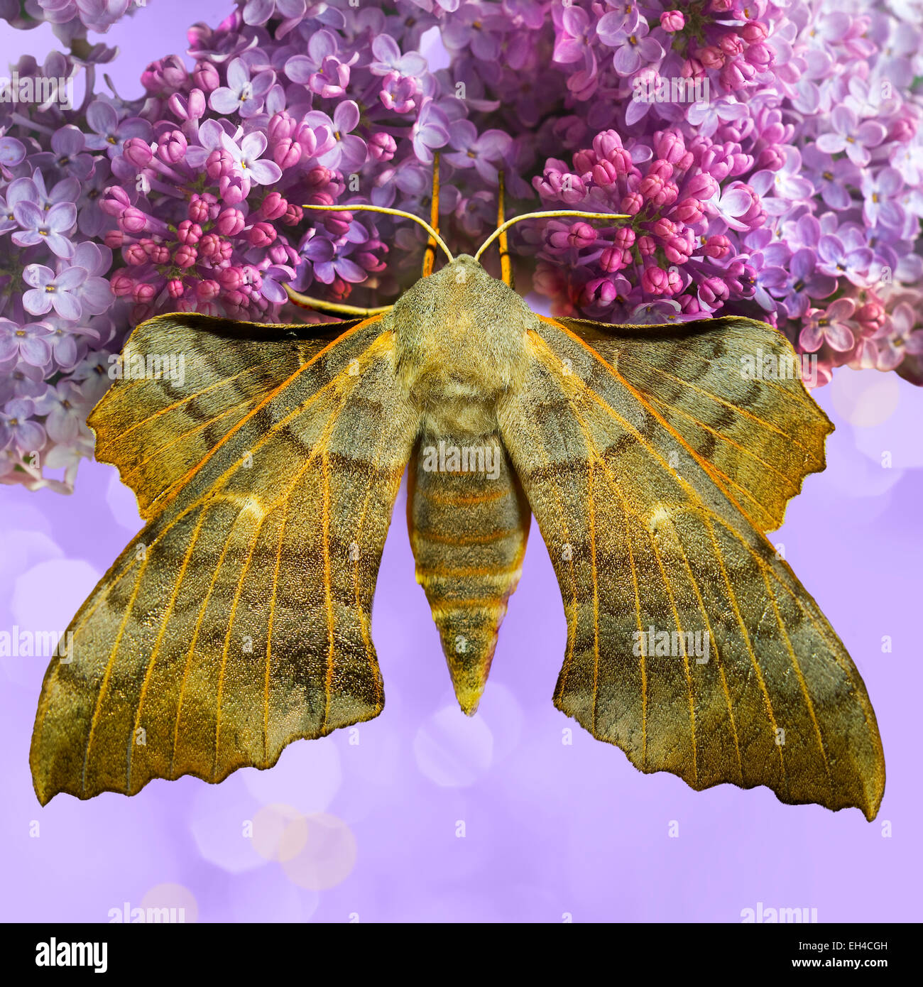 Moth(Laothoe populi) on a light purple background square Stock Photo ...