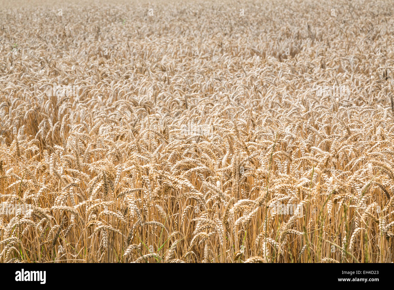 Wheat field close up Stock Photo - Alamy