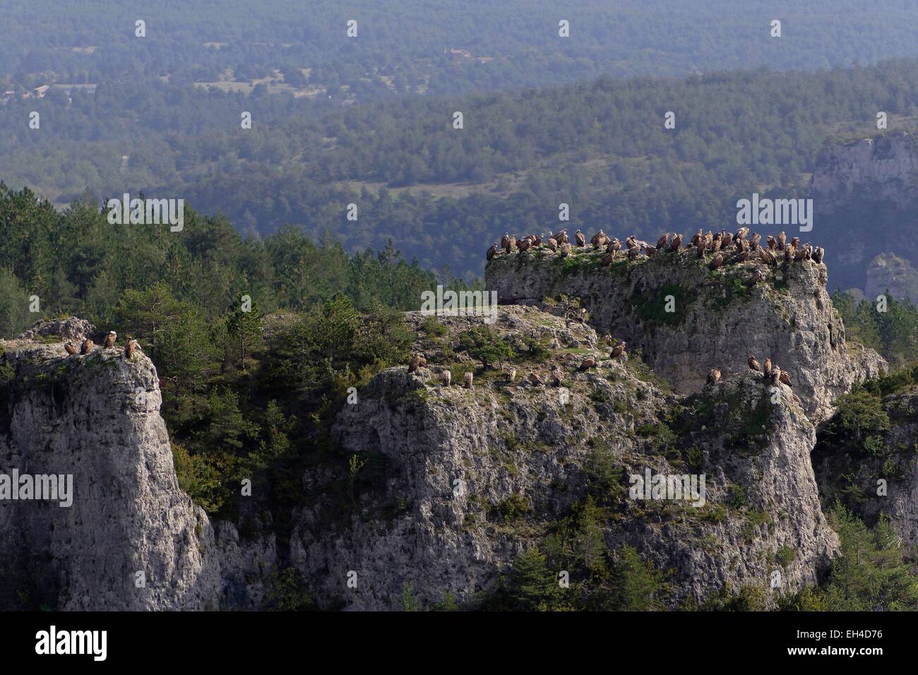 France, Lozere, Cevennes National Park, griffon vulture (Gyps fulvus ...