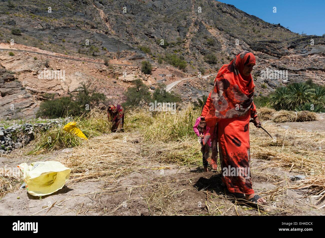 Oman women middle east field hi-res stock photography and images - Alamy