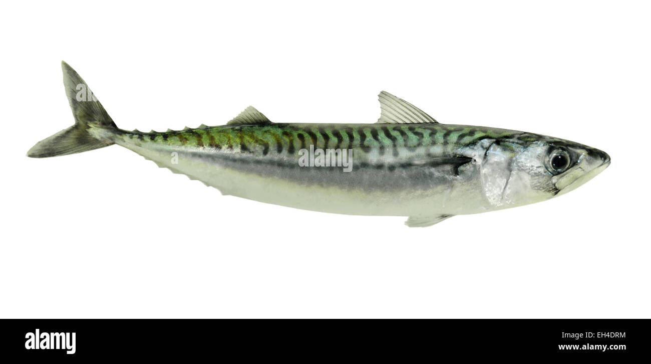 Mackerel - Scomber scombrus Stock Photo - Alamy