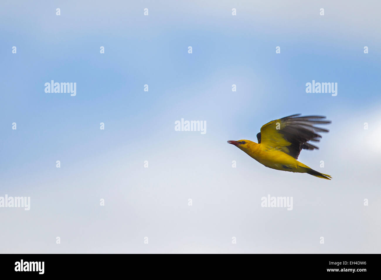 Eurasian golden oriole (Oriolus oriolus), male in flight Stock Photo ...