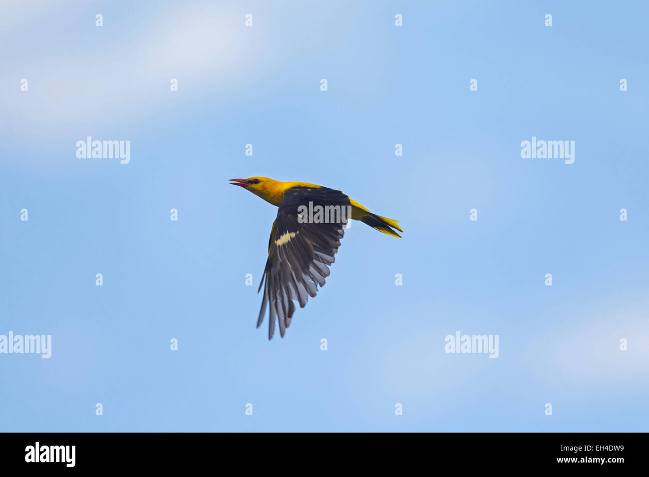 Golden oriole uk hi-res stock photography and images - Alamy
