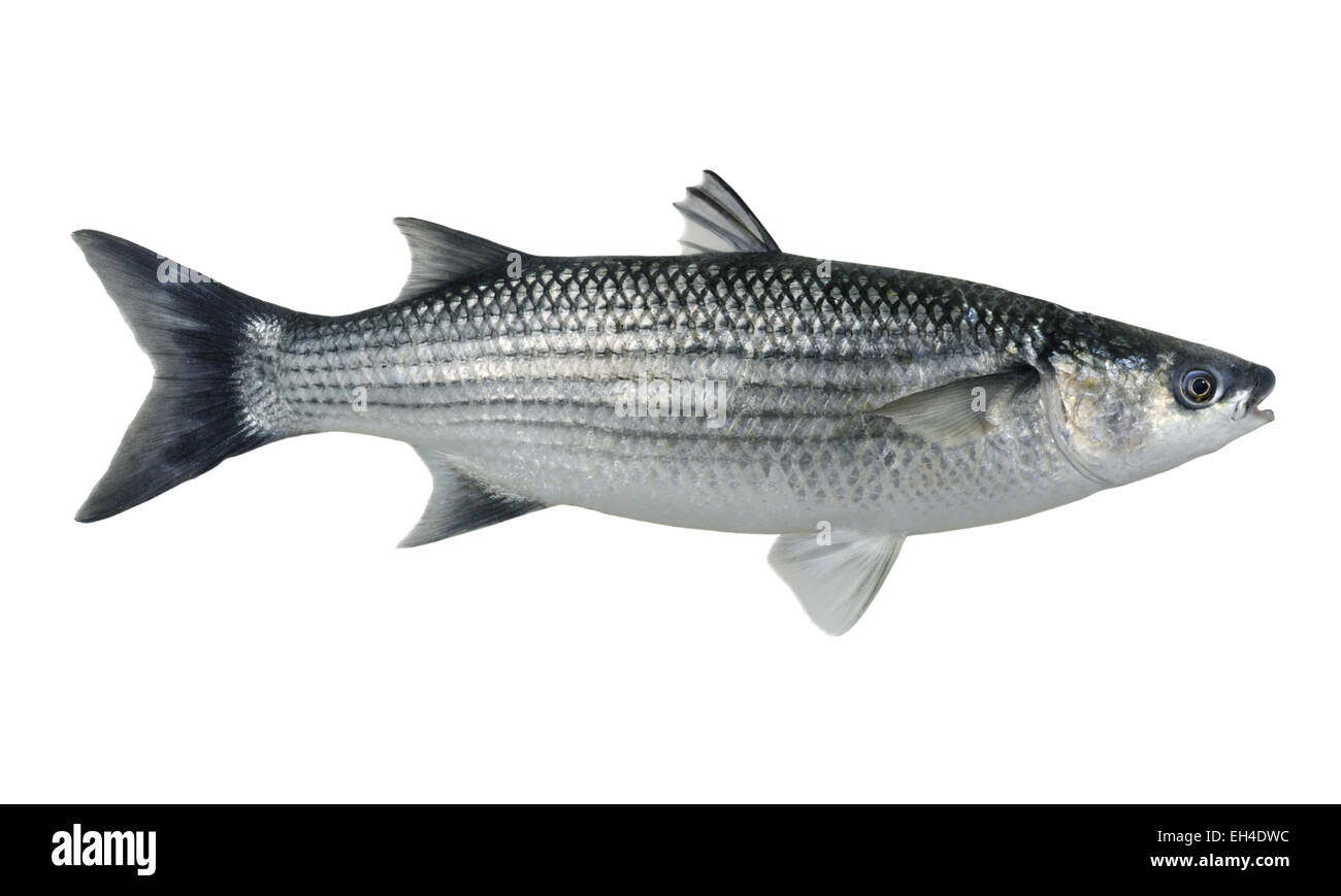 Thick-lipped Grey Mullet - Chelon labrosus Stock Photo - Alamy