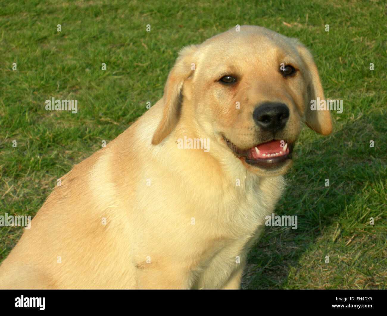 Smiling labrador dog half portrait, in a green field of grass Stock ...