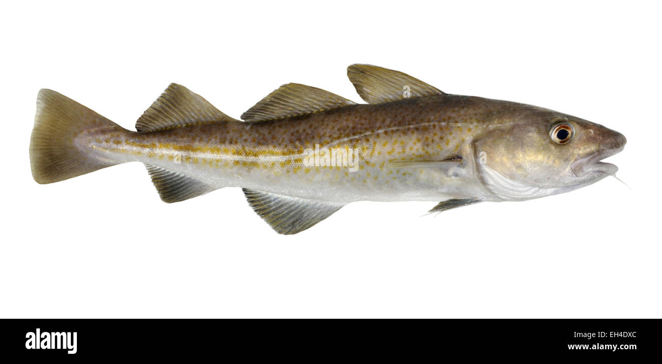 Atlantic atlantic coast Cut Out Stock Images & Pictures - Alamy