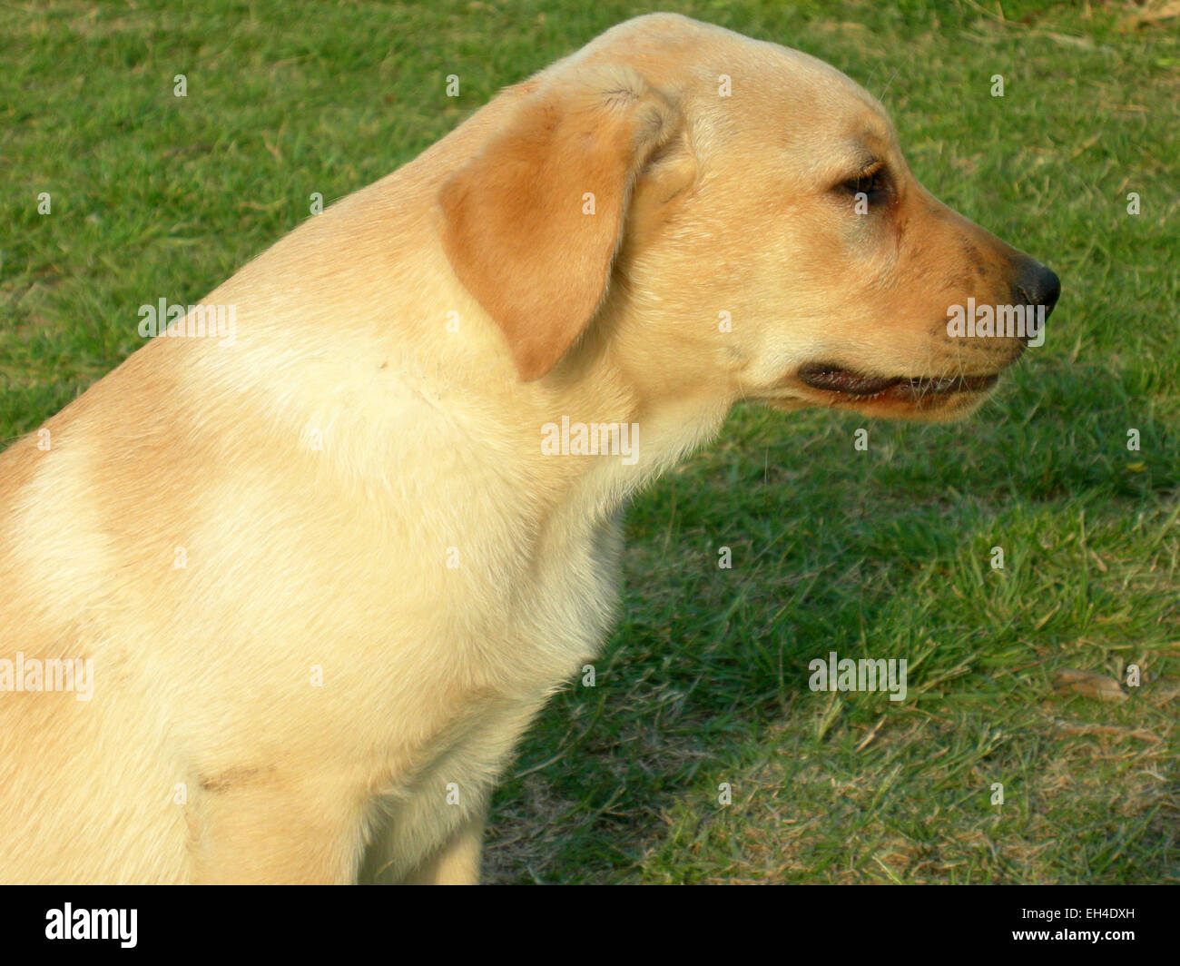 Labrador, dog, profile portrait head and half body labrador in a green ...