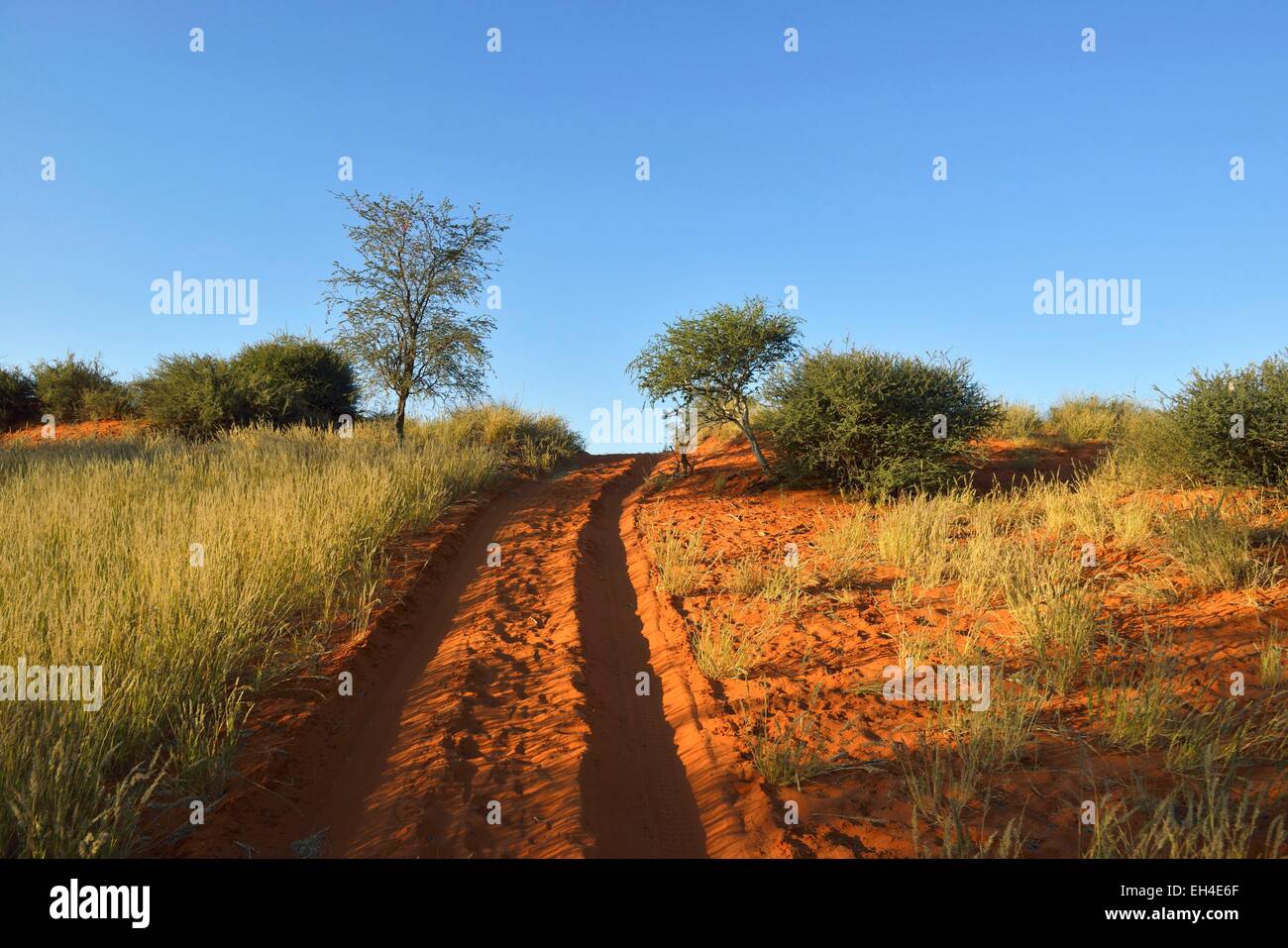 Namibia, Kalahari desert, Intu Afrika Kalahari Game Reserve Stock Photo ...
