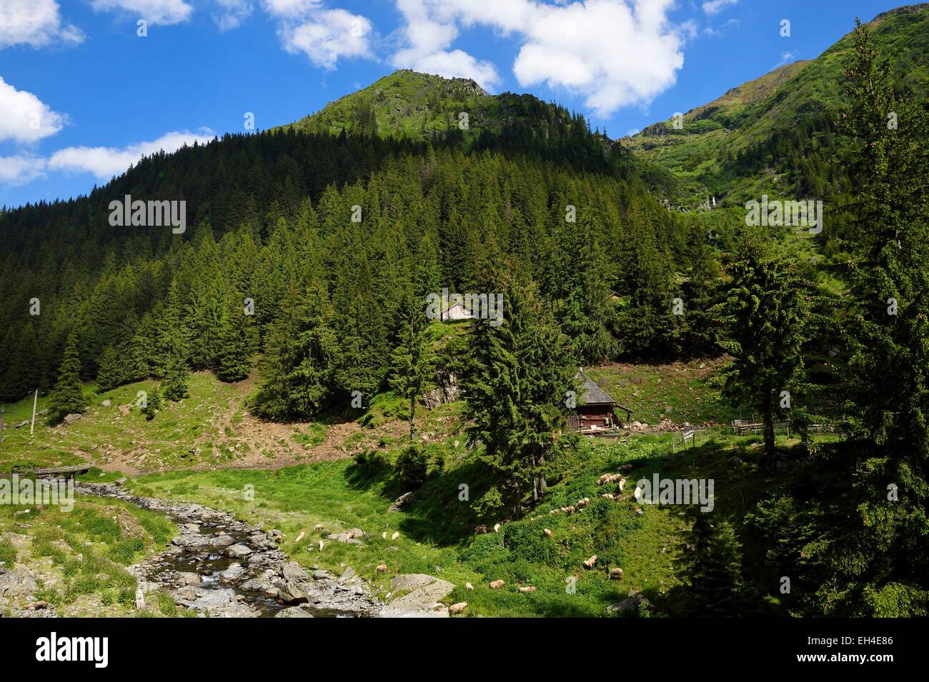Romania forest hi-res stock photography and images - Alamy