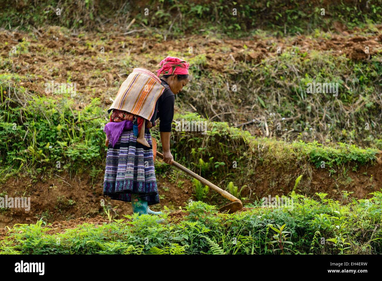 Vietnam, Lao Cai province, Bac Ha, Hmong ethnic group , woman ploughing ...